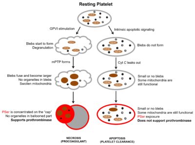 Procoagulant Platelets - ThromboDiagnostics